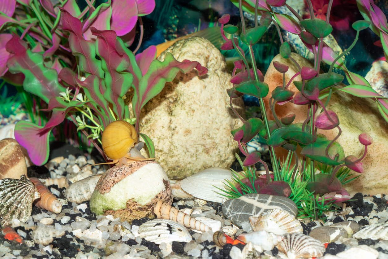 Mystery Snail Care Guide: Fact Sheet, Breeding, Behavior