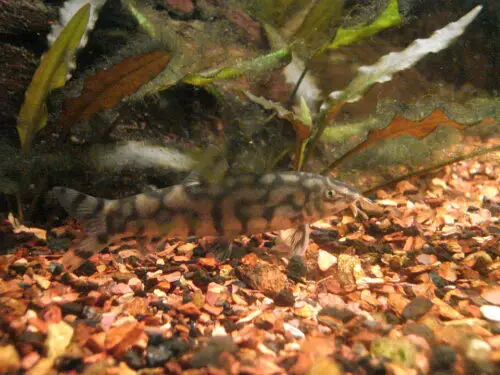 Yoyo Loach Care: A Complete Fact Sheet, Breeding, Behavior, and More